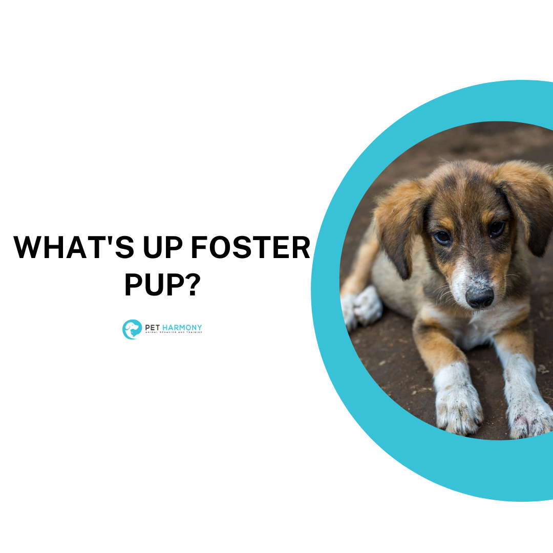 What's Up Foster Pup? - Pet Harmony