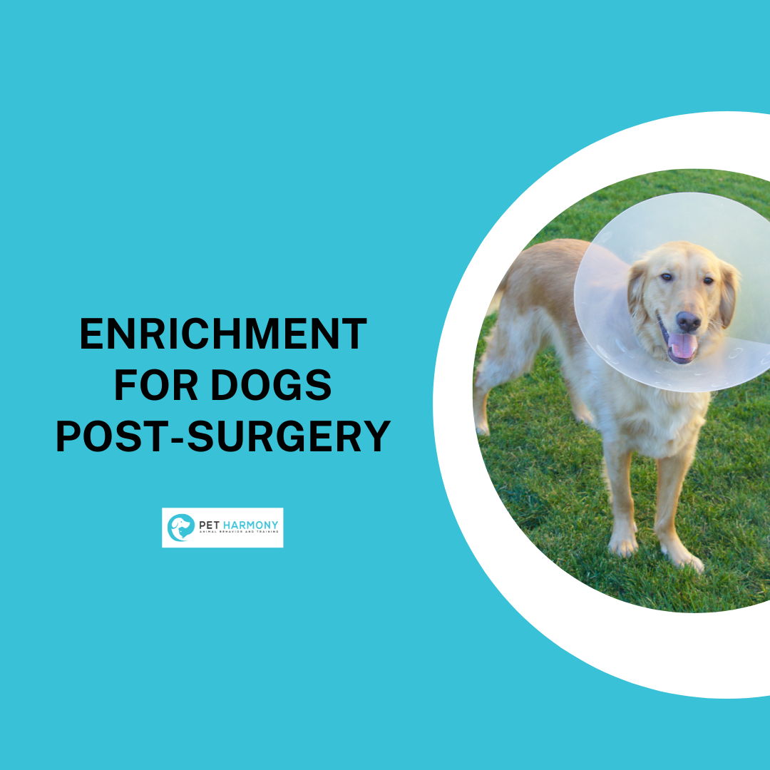 Enrichment for Dogs Post-Surgery - Pet Harmony