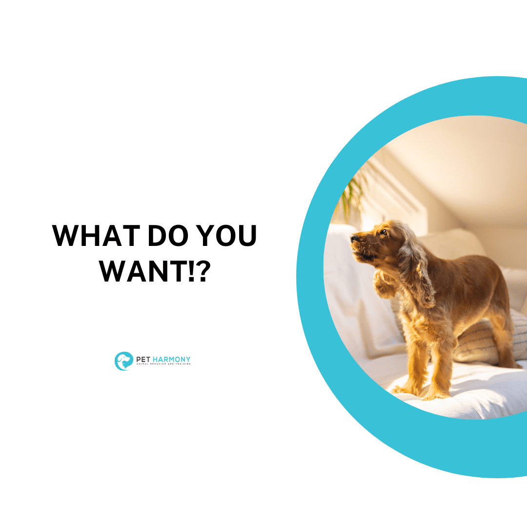 What Do You Want?! - Pet Harmony