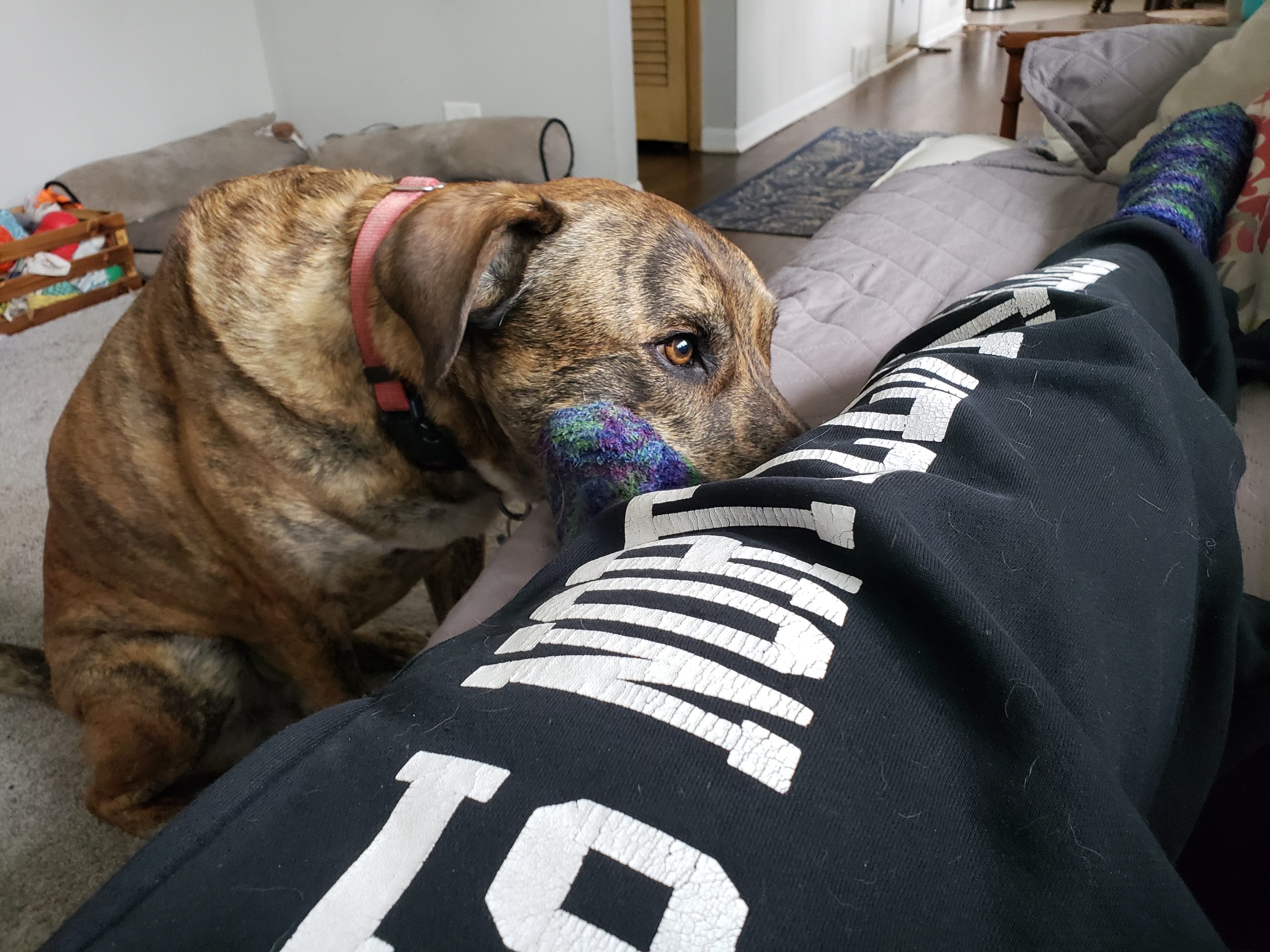 Conversations with My Dog - Pet Harmony