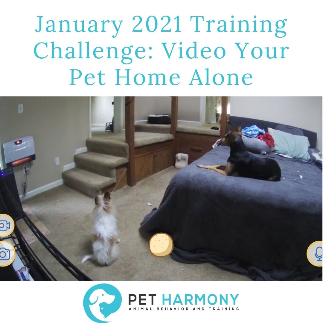 January 2021 Training Challenge: Video Your Pet Home Alone - Pet Harmony