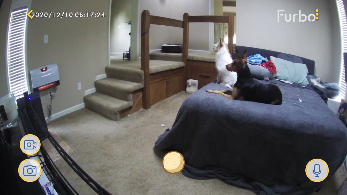 January 2021 Training Challenge: Video Your Pet Home Alone - Pet Harmony