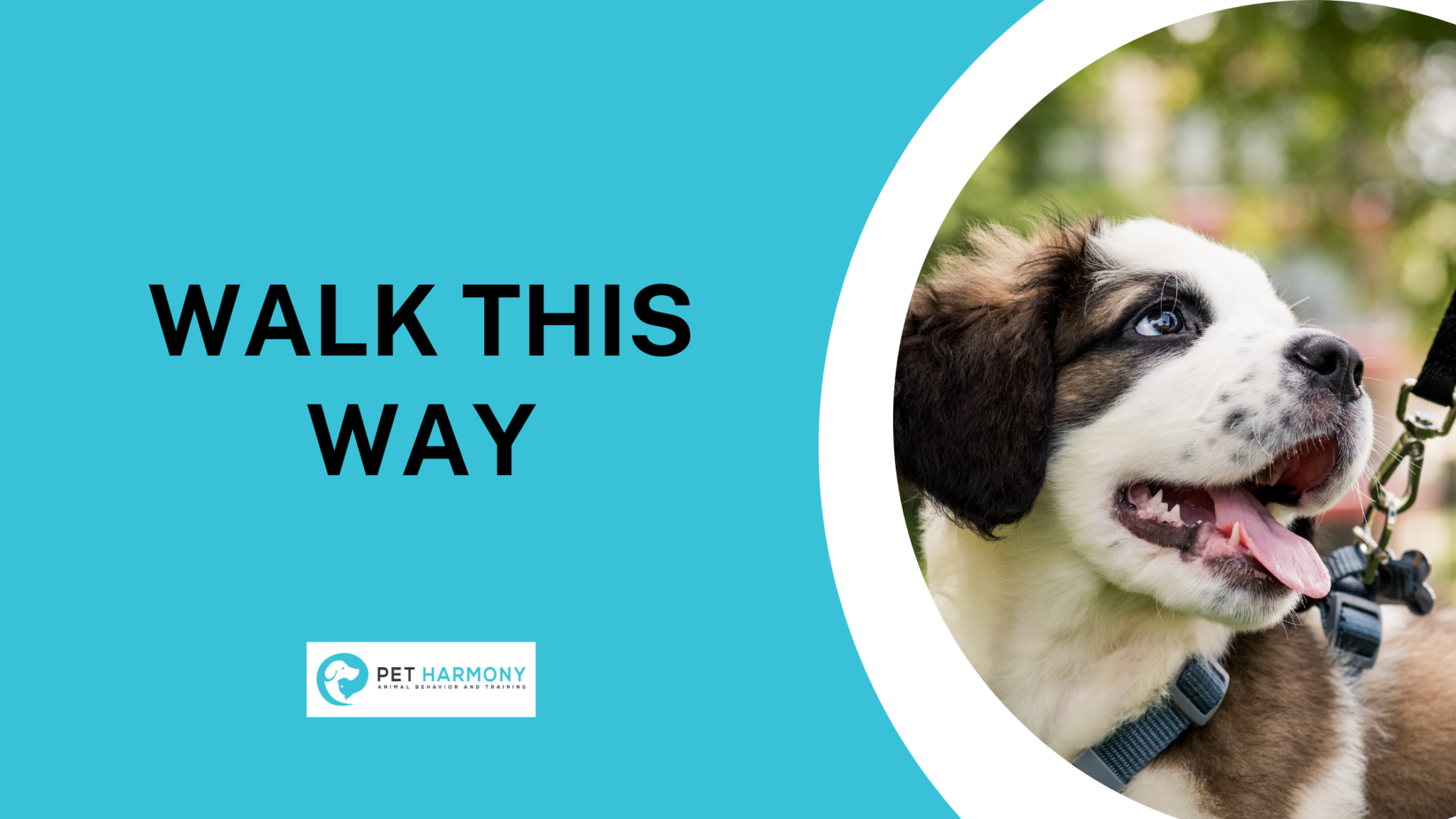 Walk This Way - Pet Harmony