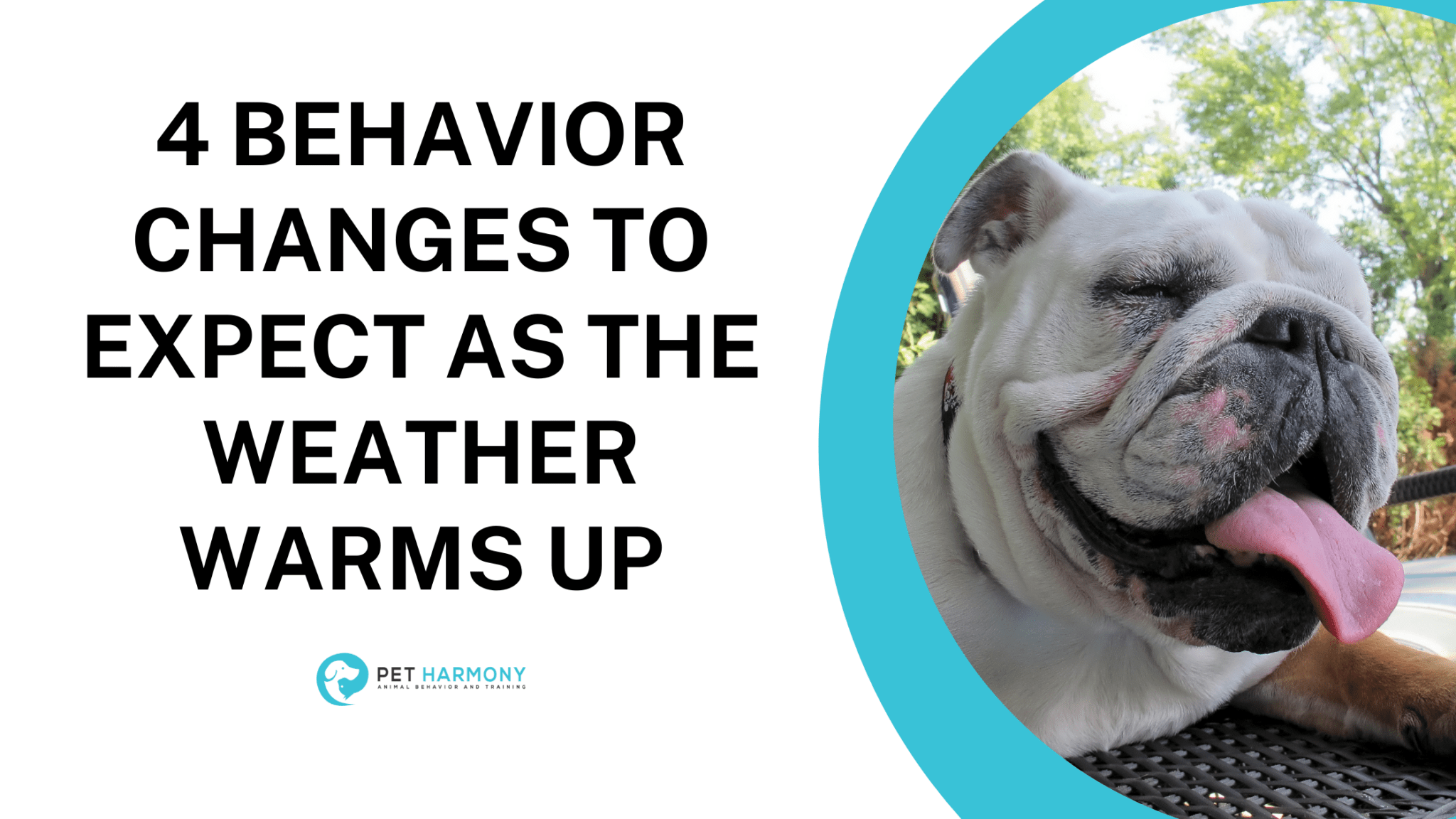 4 Behavior Changes to Expect as the Weather Warms Up - Pet Harmony