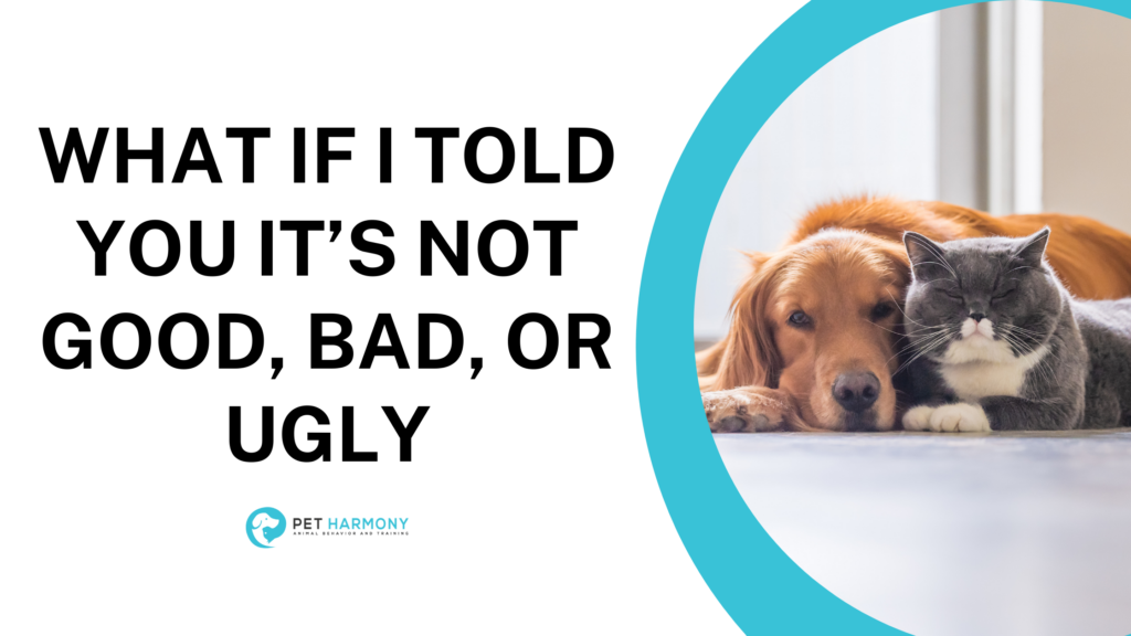 Blog - Pet Harmony