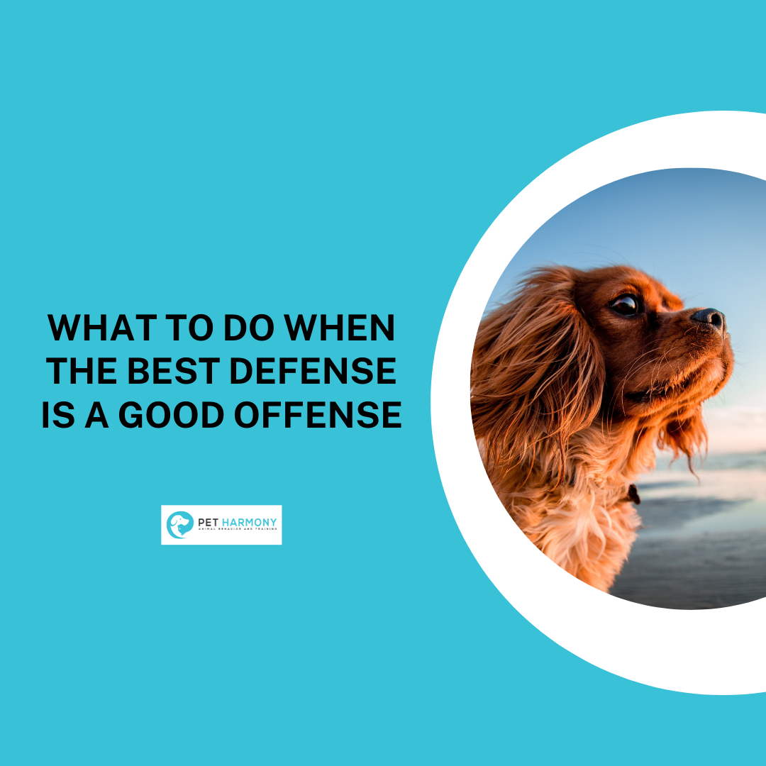 What To Do When the Best Defense Is a Good Offense - Pet Harmony