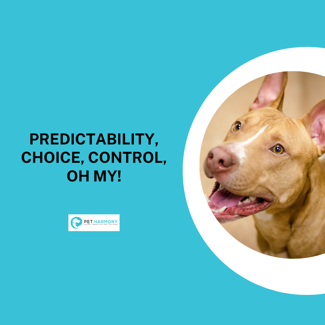 Predictability, Choice, Control, Oh My! - Pet Harmony