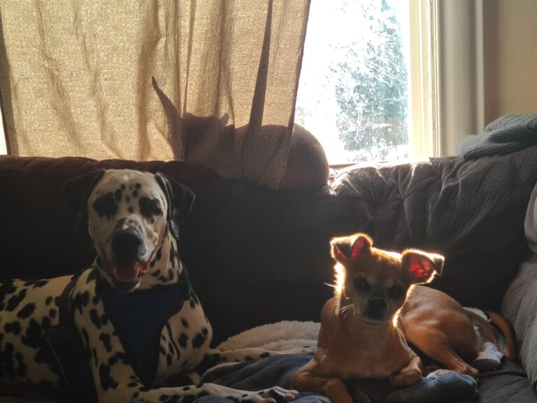 5 Reasons Why Enrichment Is Your Behavior Modification Plan - Pet Harmony