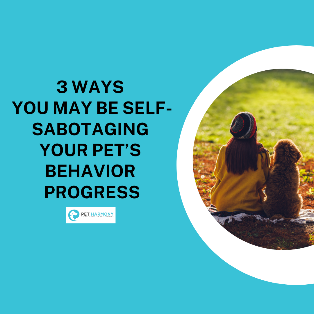 3 Ways You May Be Self-Sabotaging Your Pet’s Behavior Progress - Pet ...
