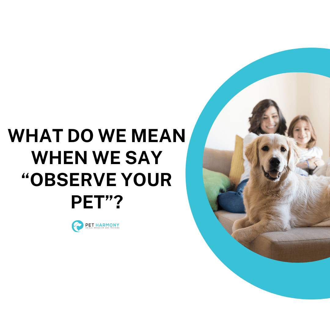 What Do We Mean When We Say "Observe Your Pet"? - Pet Harmony