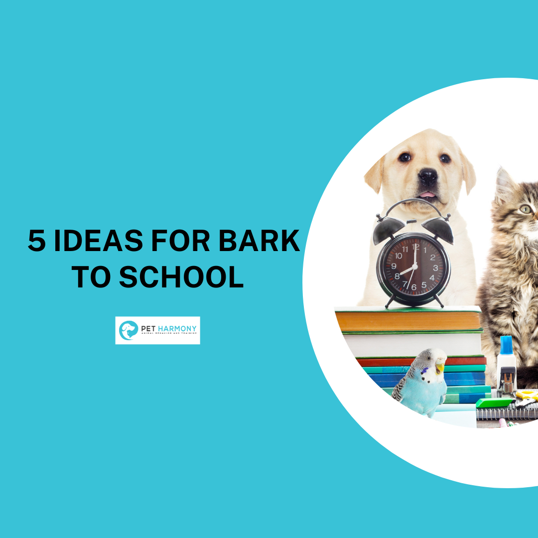 5 Ideas for Bark to School - Pet Harmony