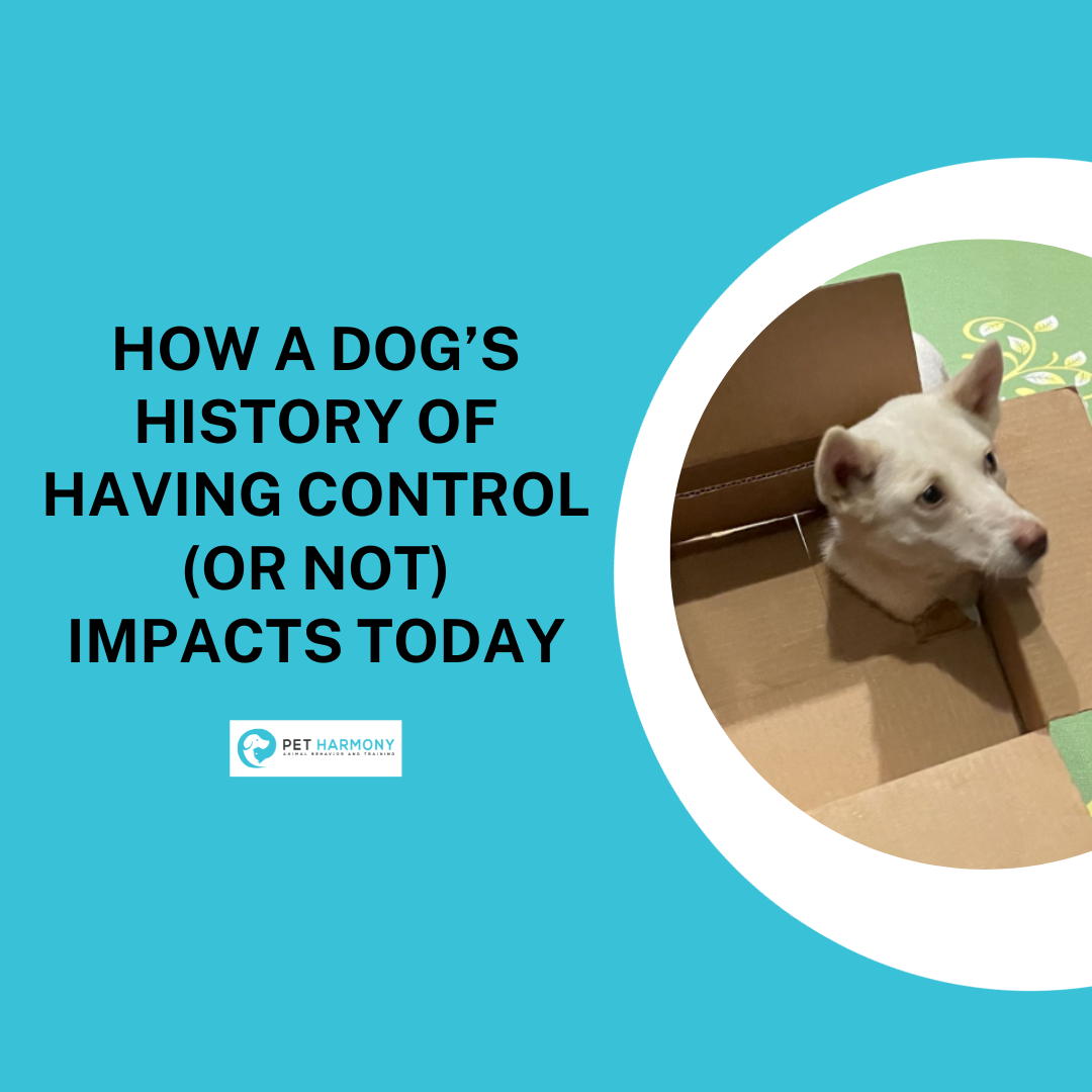 How a Dog’s History of Having Control (or Not) Impacts Today - Pet Harmony