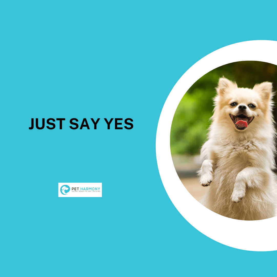 How Do Dogs Say Yes