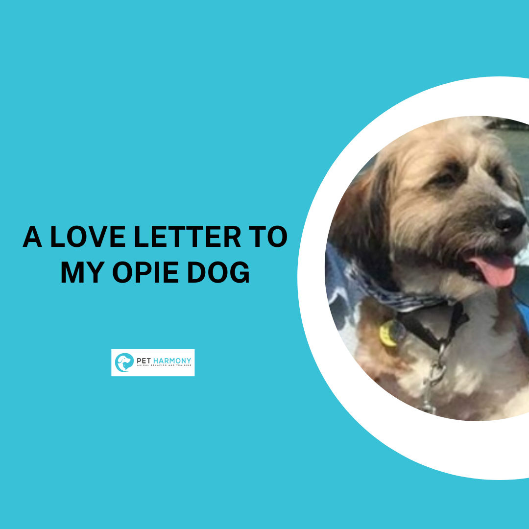 A Love Letter To My Opie Dog - Pet Harmony