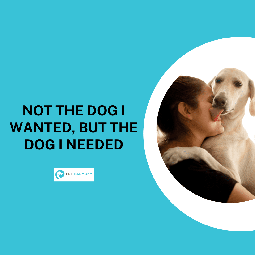 Not the Dog I Wanted, but the Dog I Needed - Pet Harmony