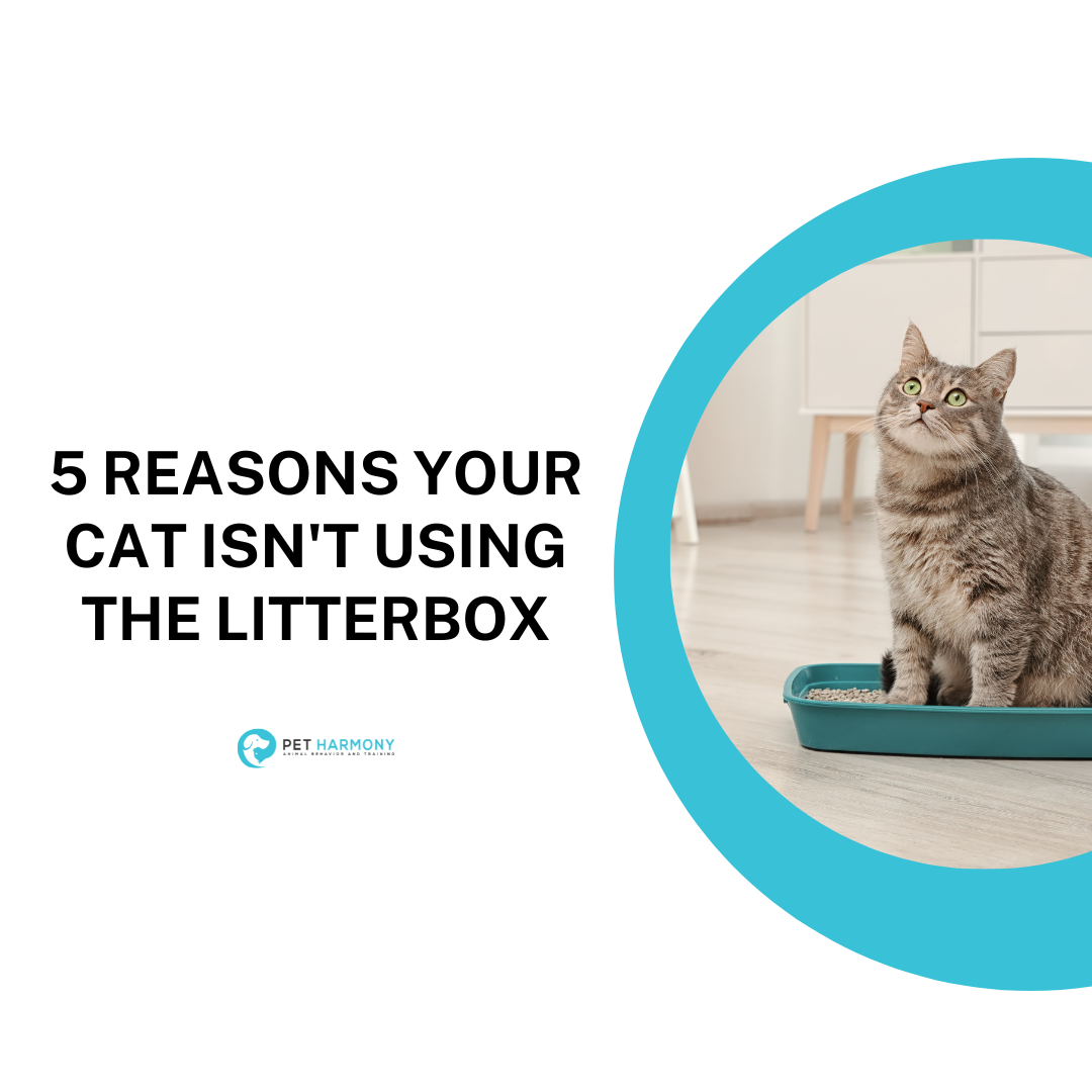 5 Reasons Your Cat Isn't Using The Litter Box - Pet Harmony