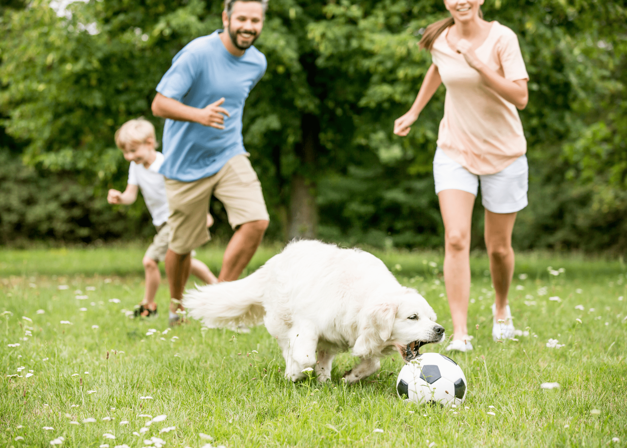 Pet Behavior Training Services Near Me - Online & Chicagoland In-Home