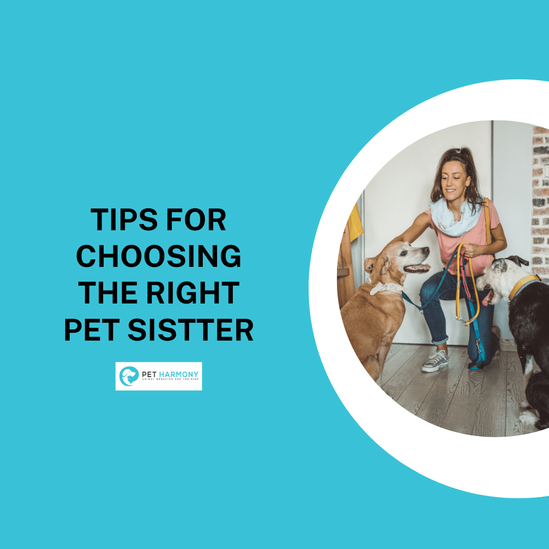 Tips for Choosing the Right Pet Sitter - Pet Harmony