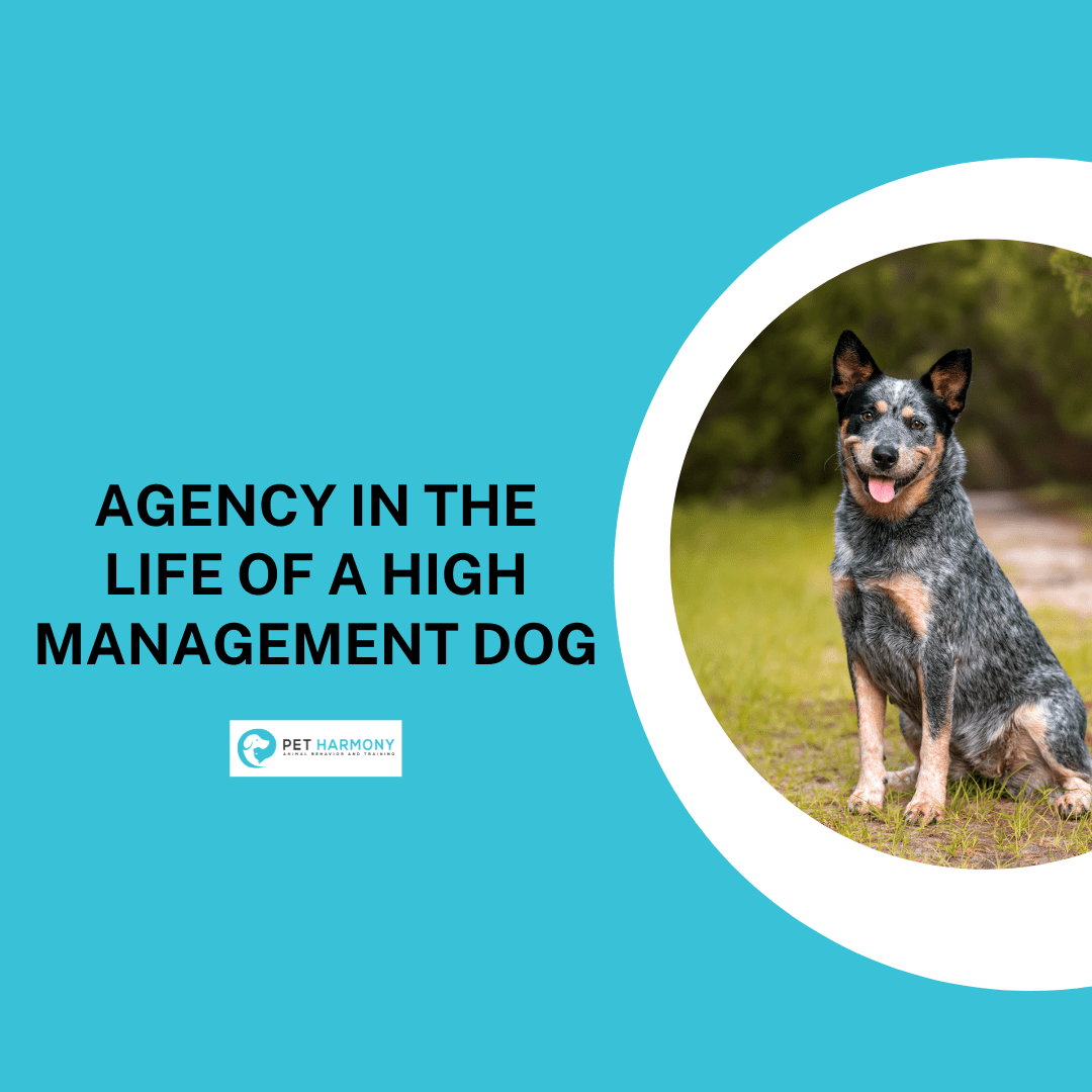 Agency in the Life of a High Management Dog - Pet Harmony