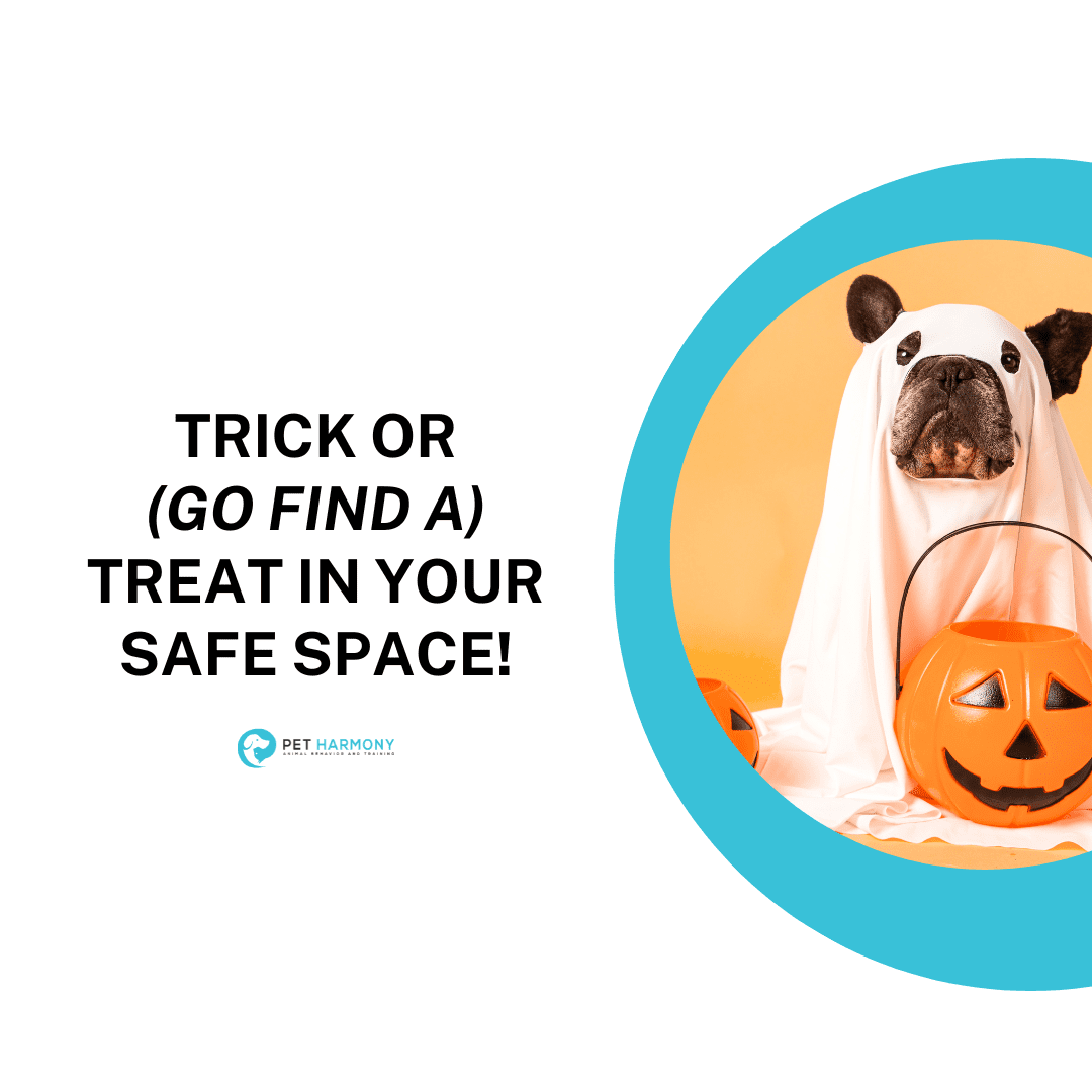 Trick or (go Find a) Treat in Your Safe Space! - Pet Harmony