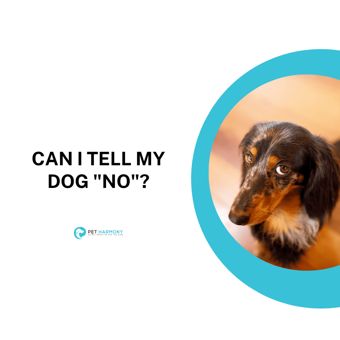 Can I Tell My Dog "No"? - Pet Harmony