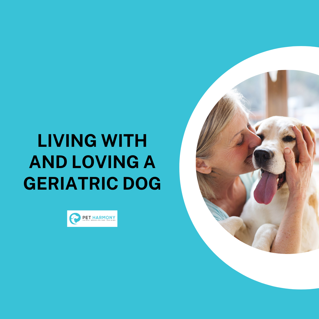 Living with and Loving a Geriatric Dog - Pet Harmony
