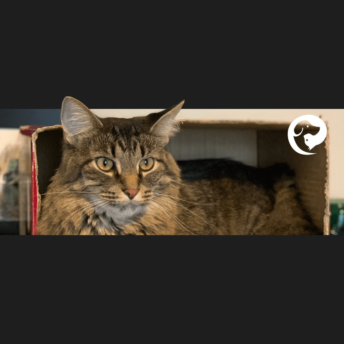 Why Your Cat Needs a Safe Space (and How to Build One That Works) - Pet ...