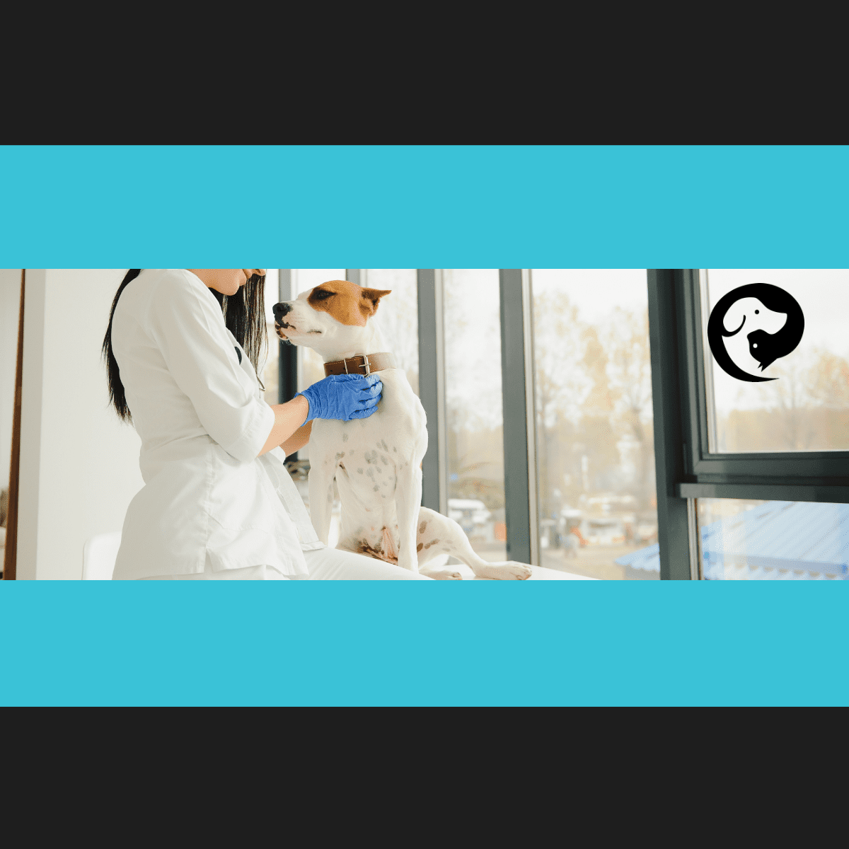 Vet Visits Don't Have to Be Scary: Tricks and Treats for Anxious Pets ...