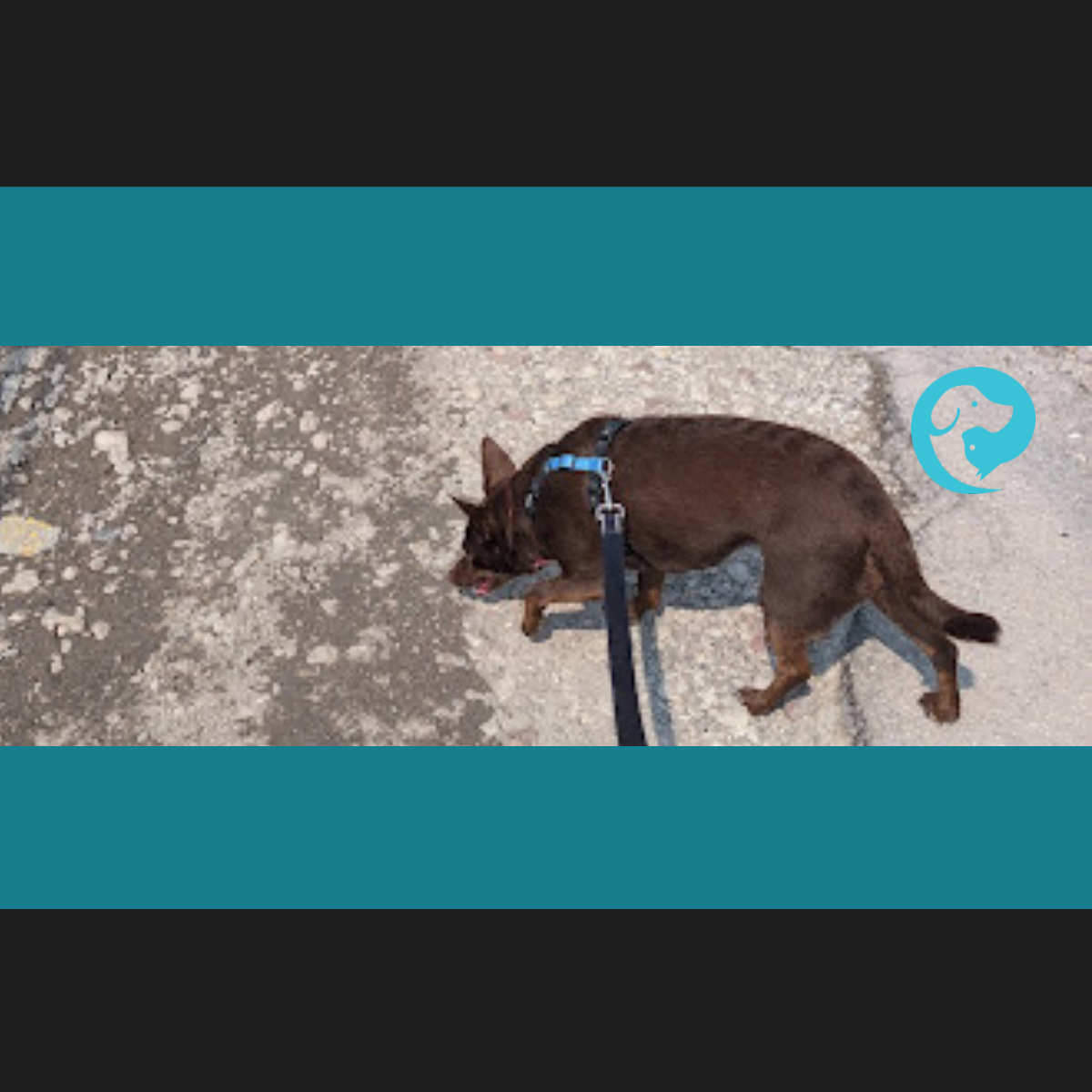 Spicy Dogs, Big Lessons - Pet Harmony