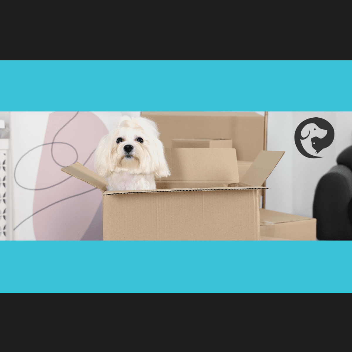 7 Tips for Moving With Pets - Pet Harmony