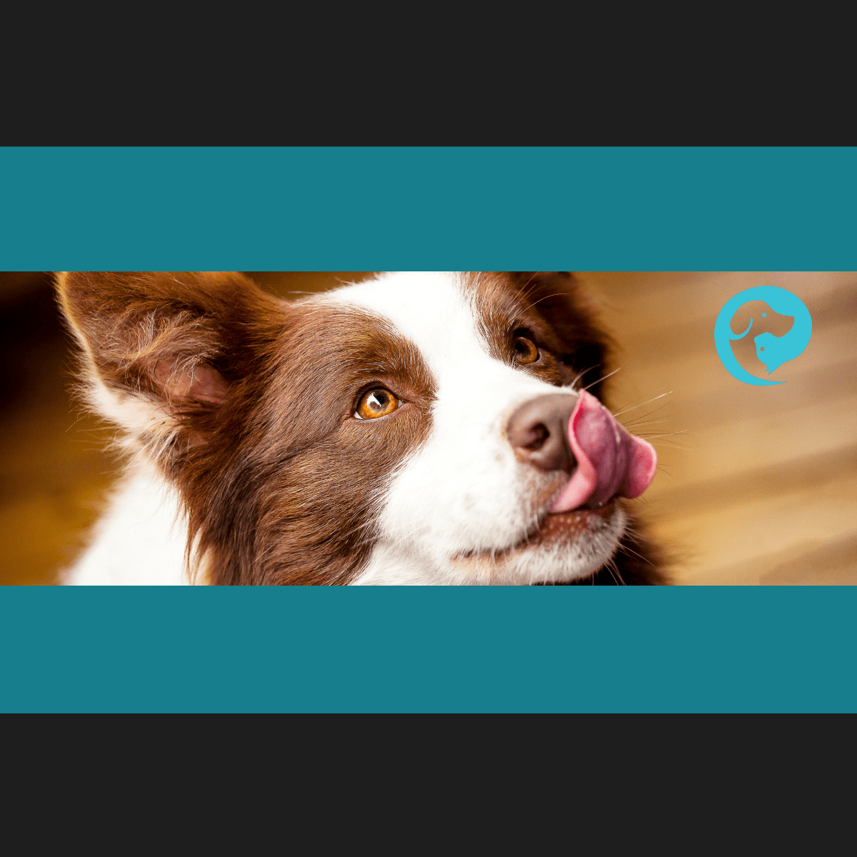 Learning Dog Body Language - Pet Harmony
